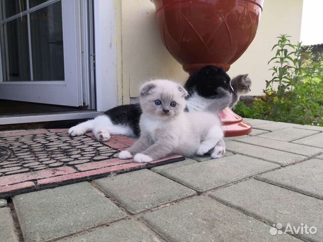 Очаровашка