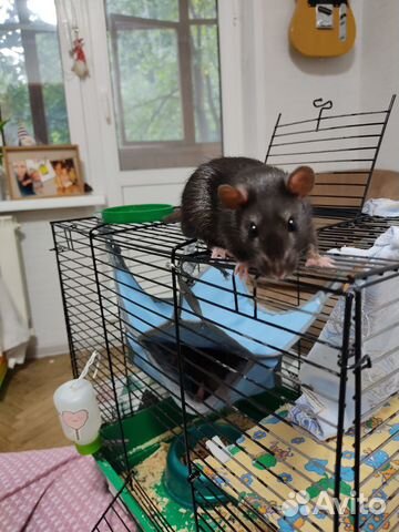 Крысы бесплатно