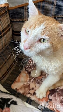 Абрикос с лейкозом ищет любящий дом