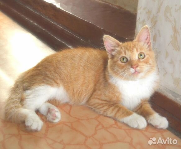 Рыжий котёнок в добрые руки