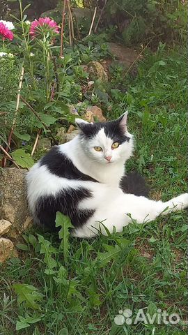 Кошка ласковая нужен дом