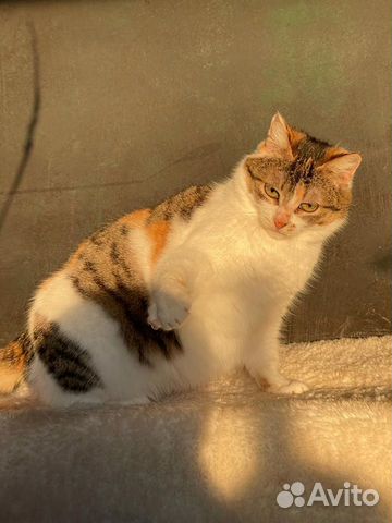 Кошка в дар