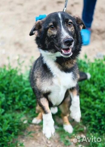 Пёс Арчи ищет хозяина. Отдадим в хорошие руки