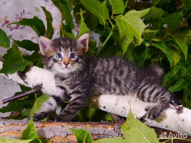 Шикарные котята породы норвежская лесная