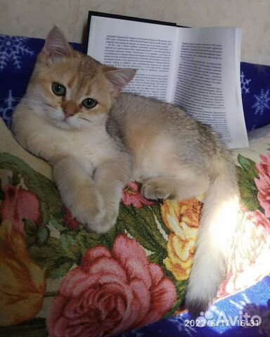 Котёнок британской золотой шиншиллы