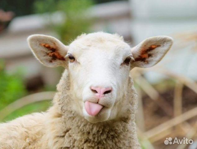 Овцы бараны