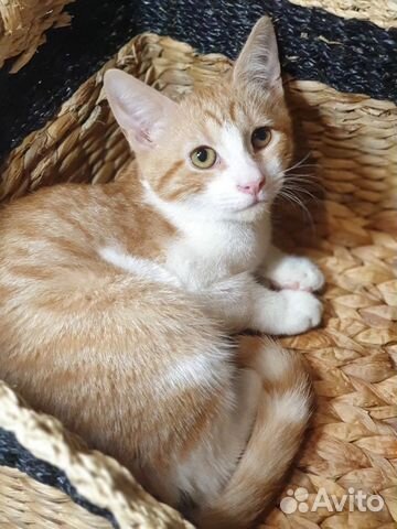 Солнечная Роксана никому не нужна