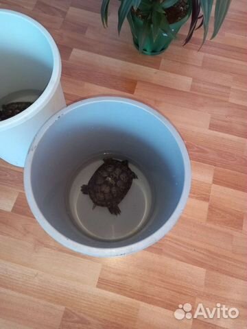 Черепахи 2 шт, бесплатно