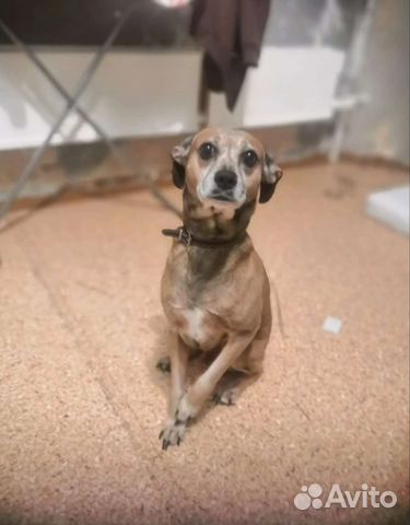 Той-терьерв добрые руки