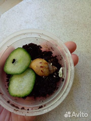 Улитка ахатина в добрые руки