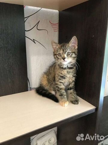 Котёнок (девочка, 2 месяца) в добрые руки