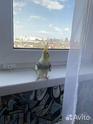 Попугай корелла