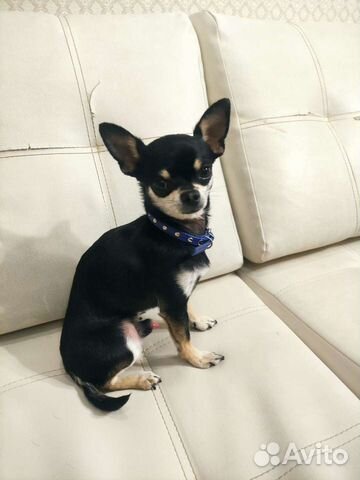 Вязка чихуахуа мини