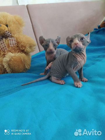Котята Канадского сфинкса/ эльф (бронь)