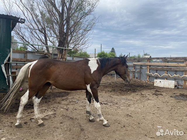 Продам жеребчика 2 года