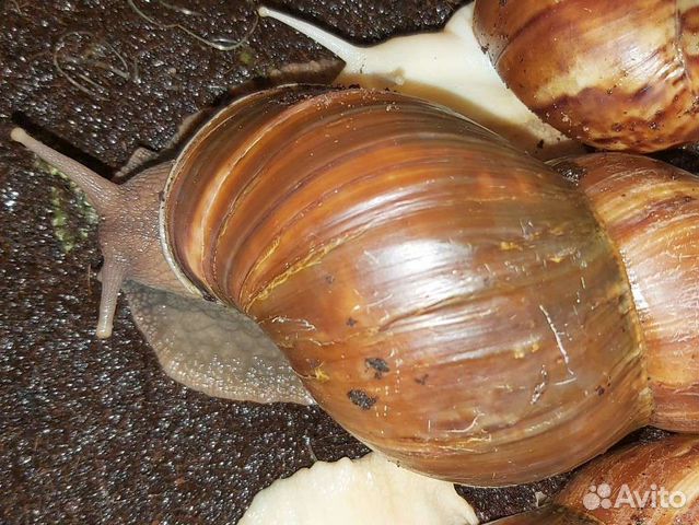 Улитка африканская