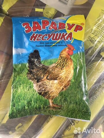 Здравур несушка