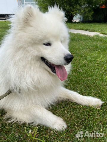 Самоедская лайка