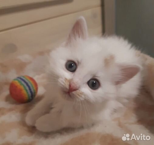 Очаровательная котенок Пушинка 1,5 месяца в дар