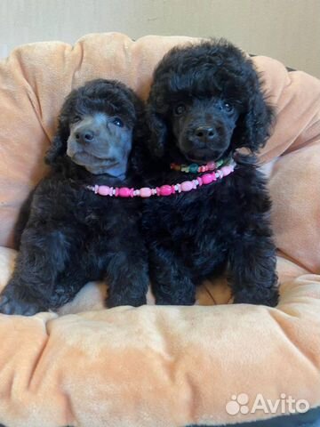 Пудель карликовый и той пудель