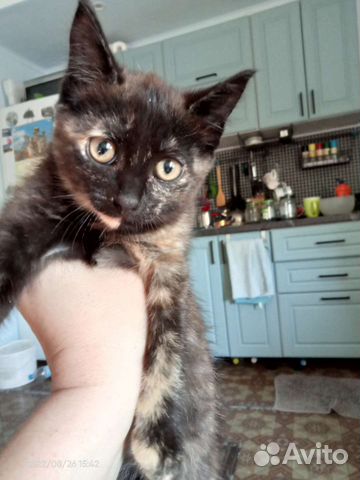 Котята отдам в добрые руки бесплатно