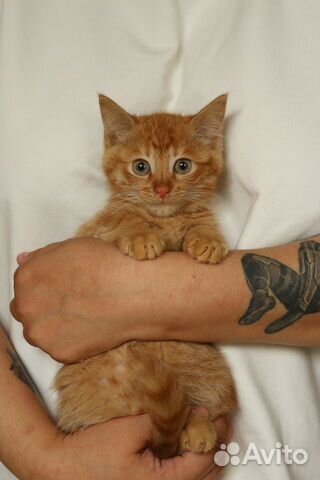 Рыжий Робин