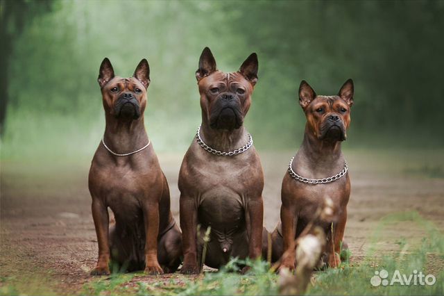 Щенки Китайского чунцина