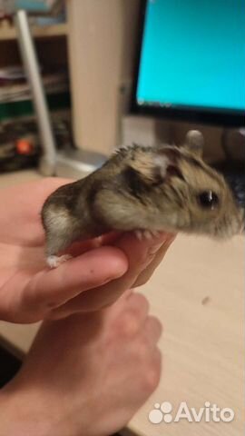 Джунгарский хомяк девочка