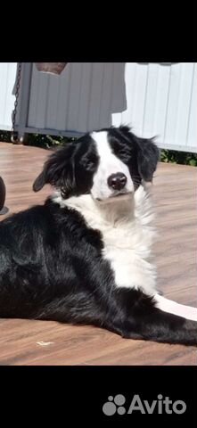 Щенки от Бордер колли. бесплатно