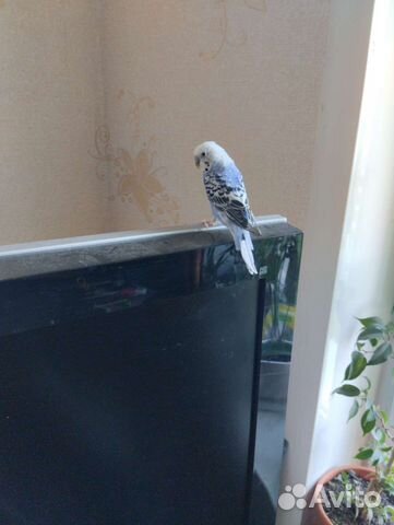 Волнистый попугай ручной