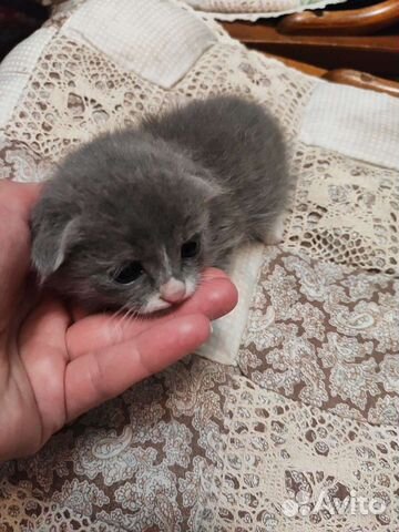 Котики бесплатно в добрые руки