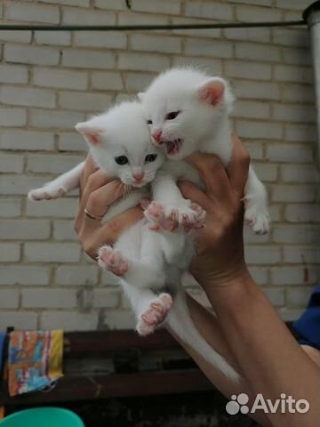 Котята в добрые руки бесплатно