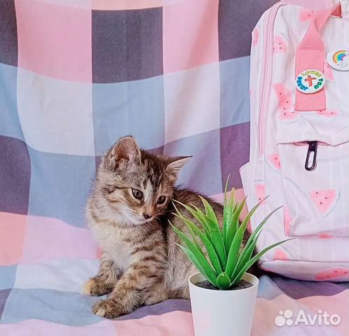 Европейские котята