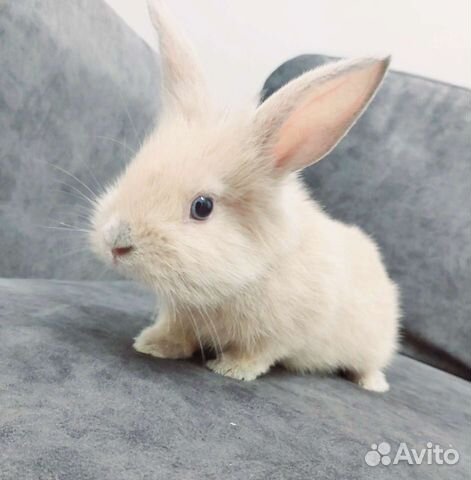 Кролик карликовый