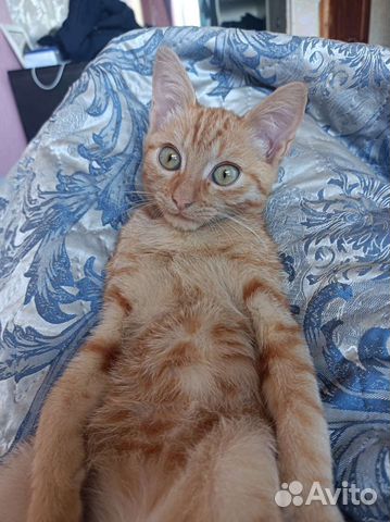 Европейская кошка
