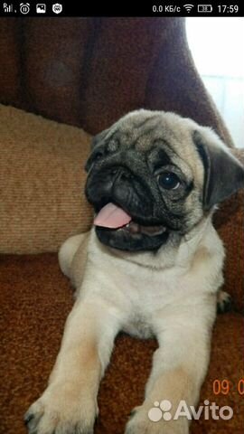 Мопсо-мальчик с документами