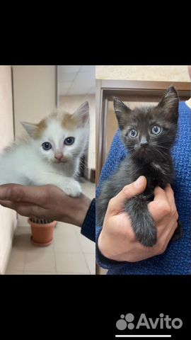 Милые котятки ищут мам и пап