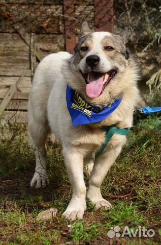 Собака в добрые руки