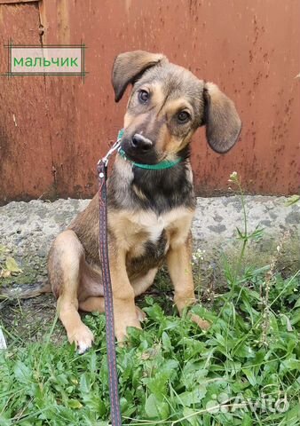 Коротколапые щенки в добрые руки