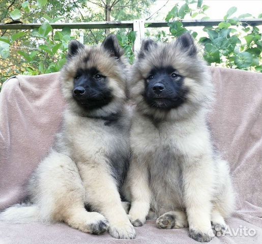 Щенки вольфшпица