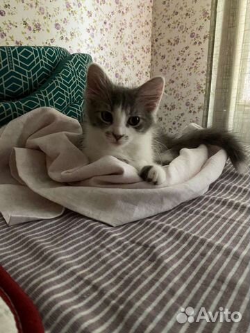 Пушистый котенок бесплатно