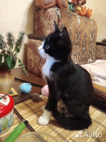 Отдадим котенка в добрые руки