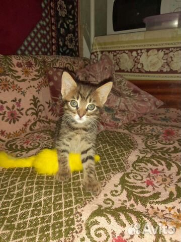 Котенок 2 месяца мальчик