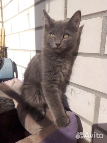 Котята, мальчики