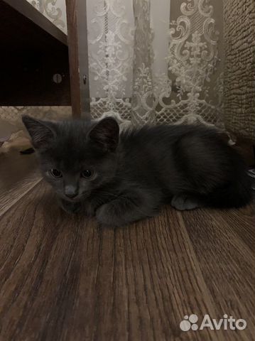 Отдаю котят абсолютно бесплатно)