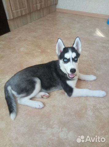 Домашние животные собаки бесплатно