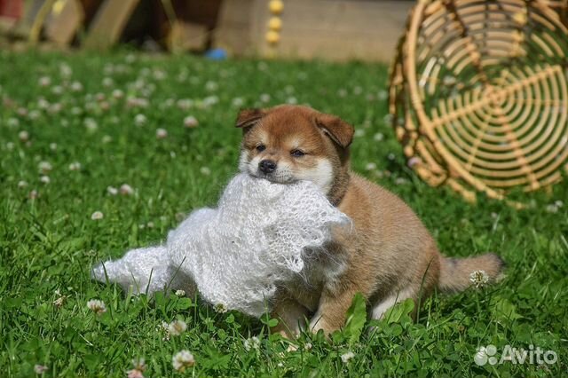 Продам щенков сиба-ину