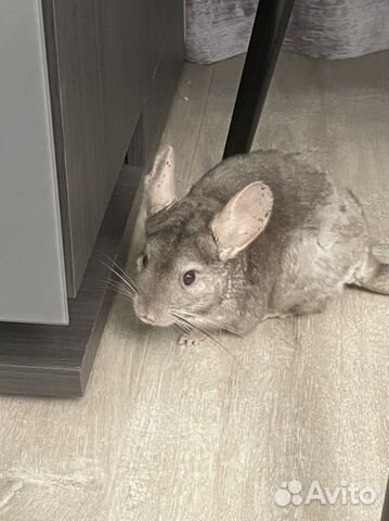 Шиншилла 8 месяцев