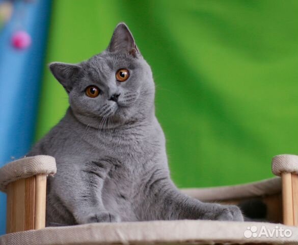 Голубая британская девочка