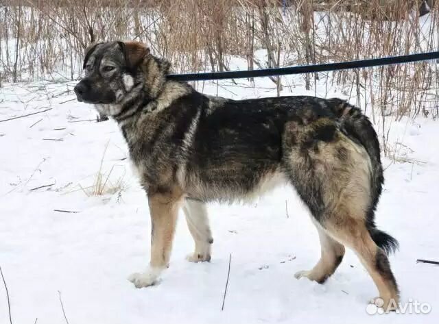 Альма, крупная красивая собака